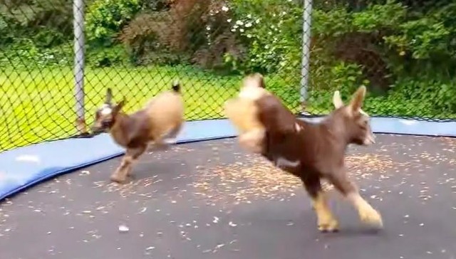 Watch These Baby Goats Bounce Around Happily On A Trampoline