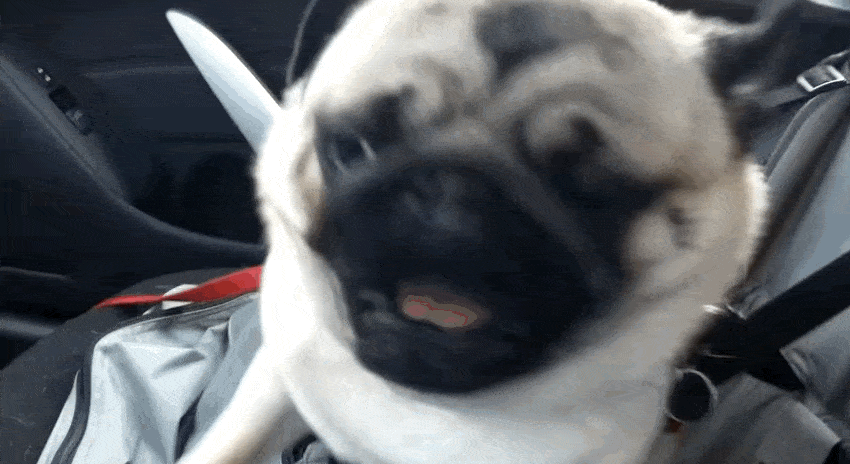 Pug Gets Super Excited When He Realizes Where His Dad Is Taking Him