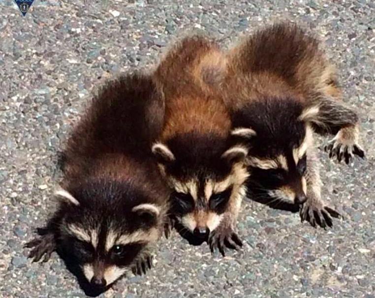 Tiny Baby Raccoons Stranded On Highway Meet Their Heroes Just In Time