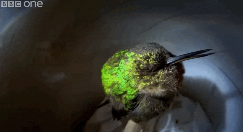 Snoozing Hummingbird Has The Cutest Snores You've Ever Heard
