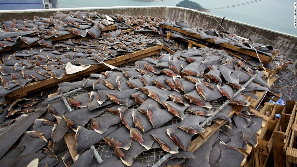 Shark Finning