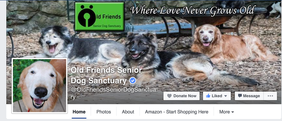 Importance Of Old Friends Senior Dog Sanctuary