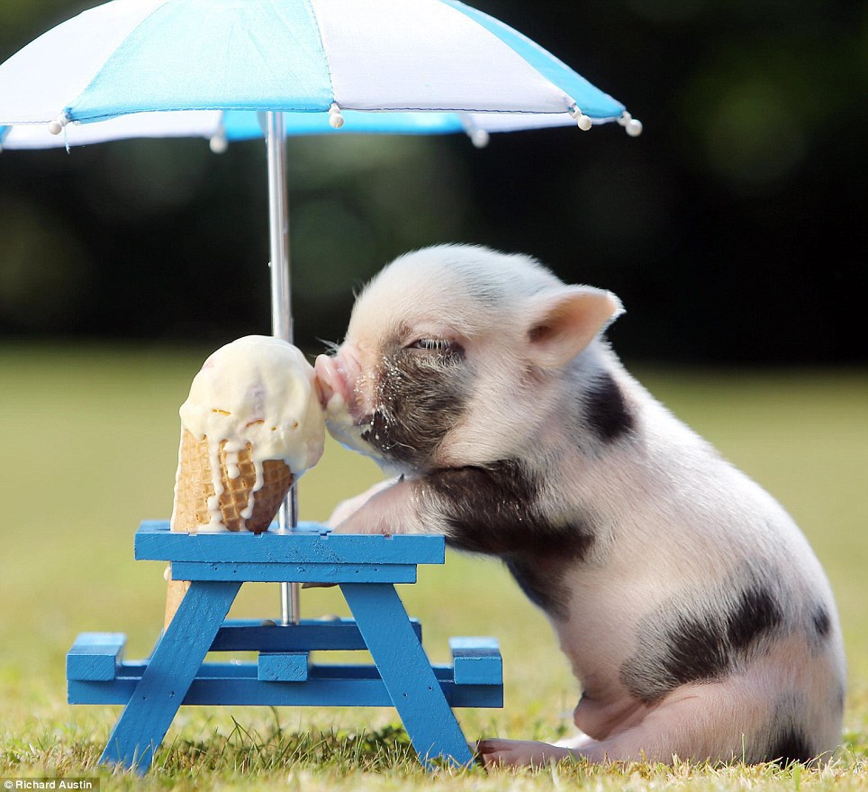 11 Cute Baby Animals That Will Get Rid Of Your Stress