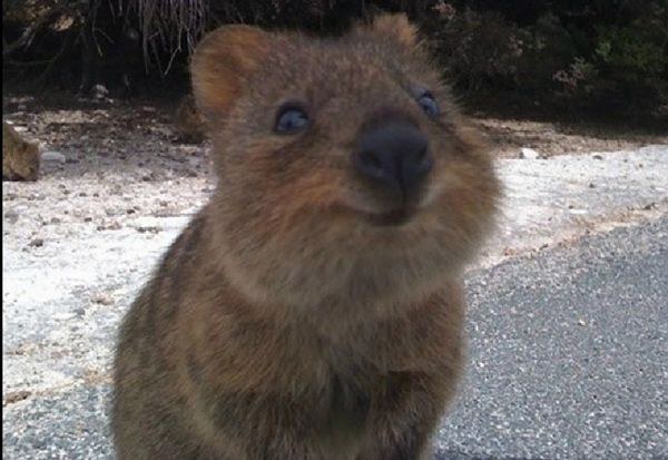 11 Reasons The Quokka Is Your New Favorite Animal