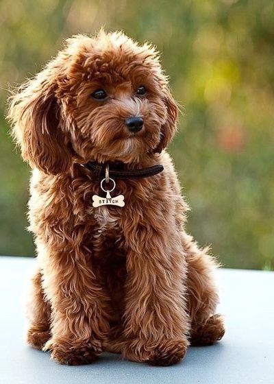 10 Reasons Why You Should Own a Poodle Or Doodle