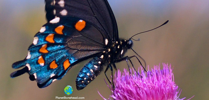 12 Facts You Didn't Know About Butterflies