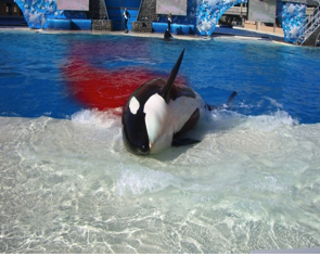 5 Reasons Why SeaWorld Should Release Their Captive Orcas Back Into The ...