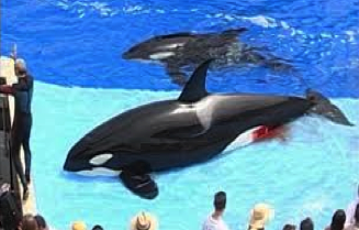 5 Reasons Why SeaWorld Should Release Their Captive Orcas Back Into The ...