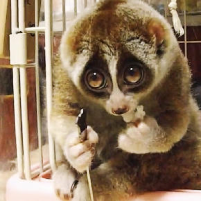 A Definitive Ranking Of The Ten Cutest Lemur Species