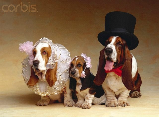 8 Things To Love About Basset Hounds