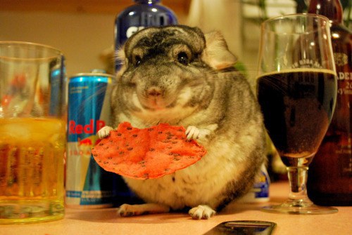 8 Reasons That Chinchillas Are The Best Pet