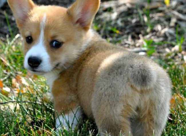The 7 Best Things About A Corgi - SonderLives