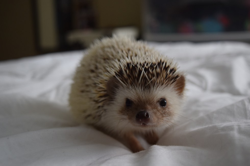 The Absolutely True Guide To Owning A Hedgehog