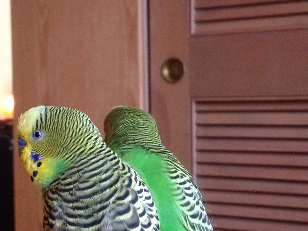 7 Reasons Why Everyone Should Own A Parakeet 7 Reasons Why Everyone Should Own A Parakeet