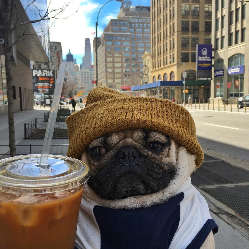 The Best Of Doug The Pug