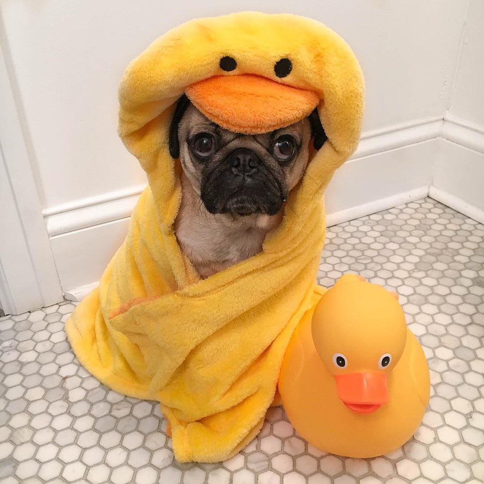 The Best Of Doug The Pug