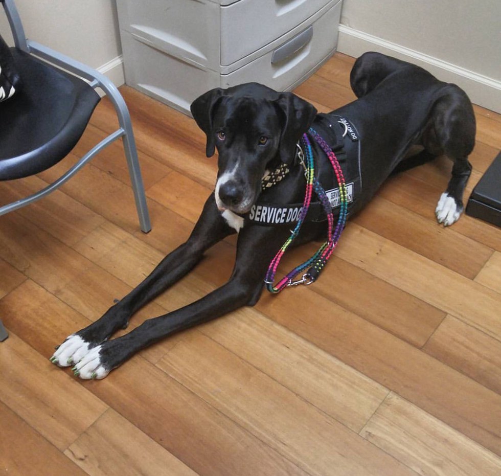 19 Things Service Dog Handlers Hear Every Day