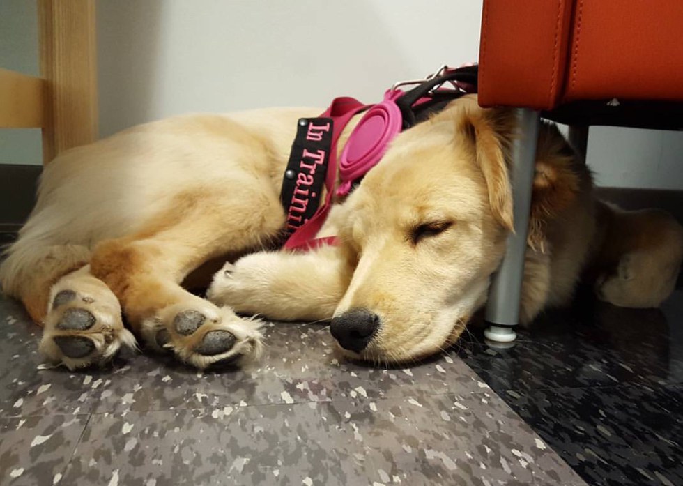 19 Things Service Dog Handlers Hear Every Day