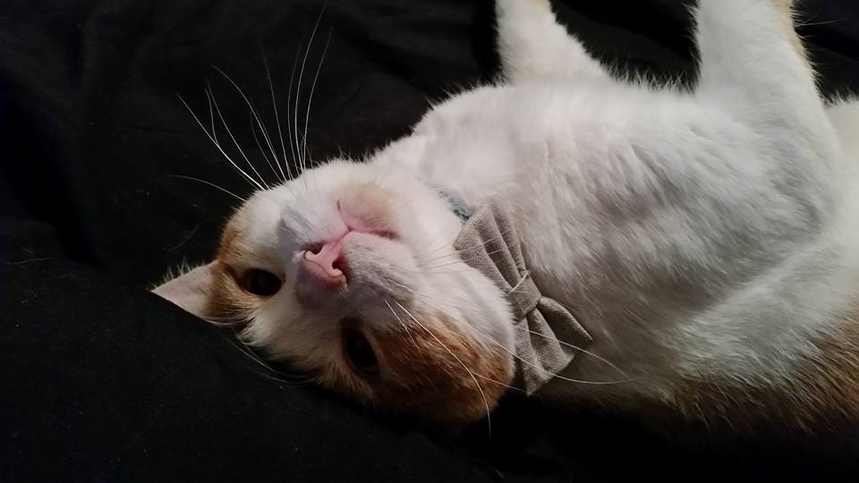 12 Reasons To Own A Cat