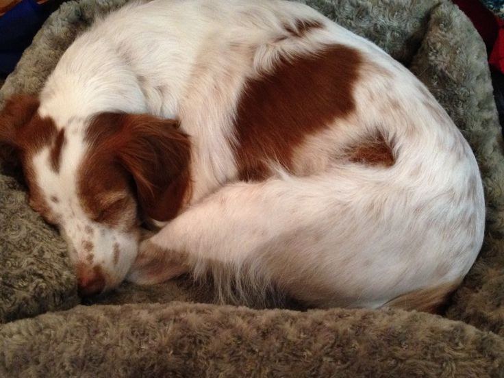 7 Reasons Brittany Spaniels Are Perfect Pups