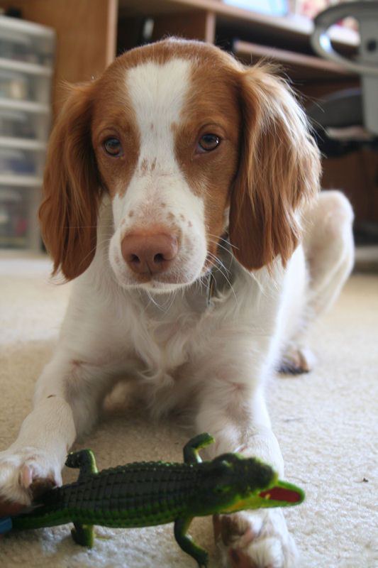 7 Reasons Brittany Spaniels Are Perfect Pups