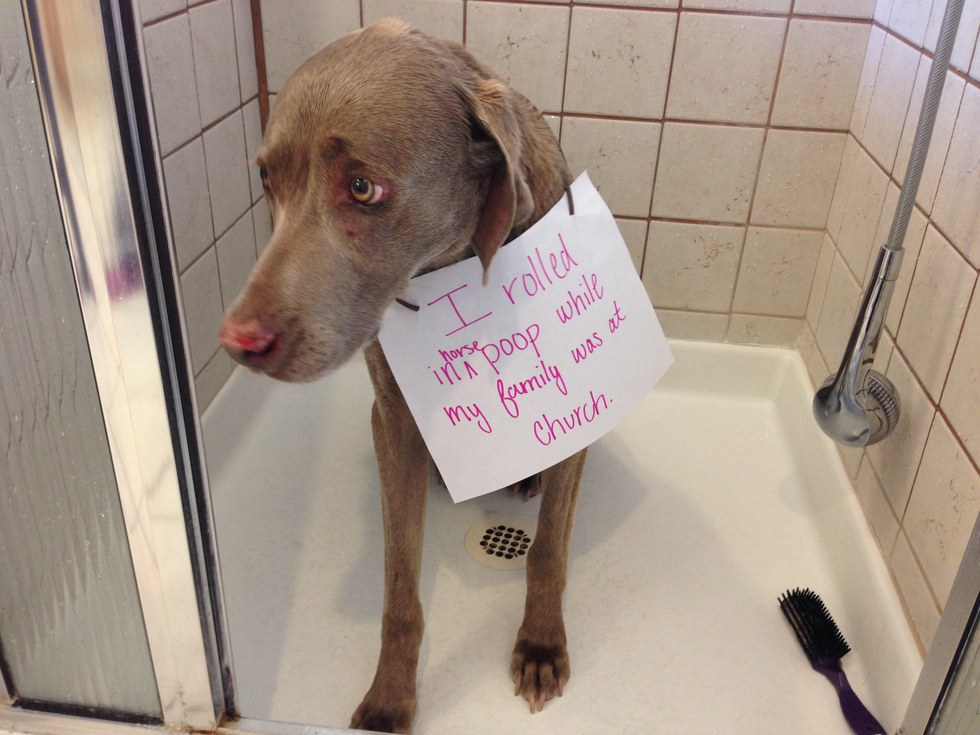 Why I Still Miss My Dog