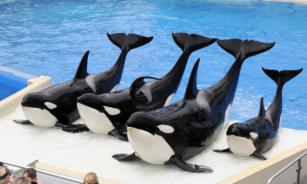 SeaWorld: We're Getting Rid Of The Whales SeaWorld: We're Getting Rid Of The Whales
