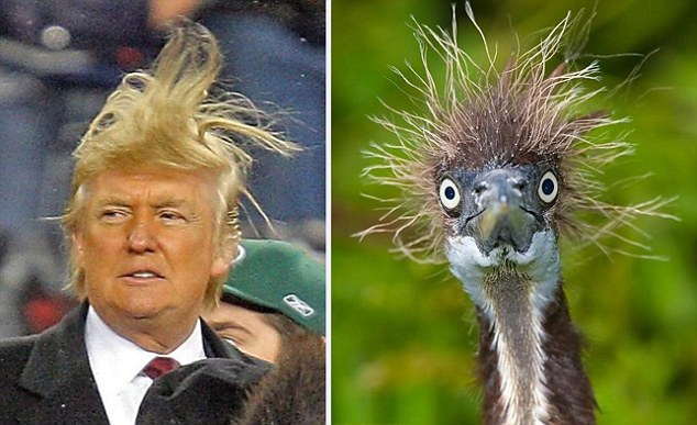 10 Trump Look-Alikes To Get You Through The Week