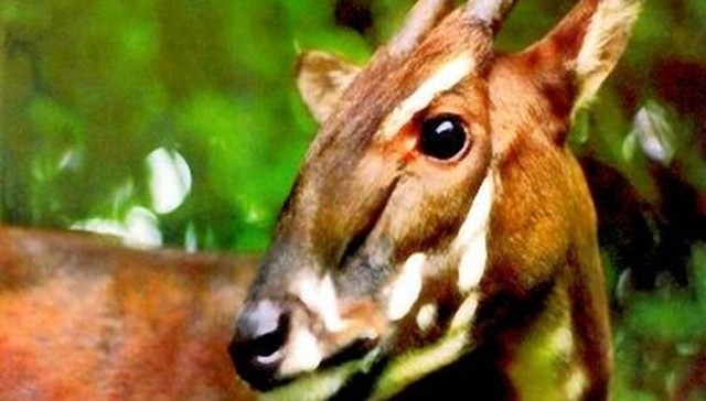 Raising the profile of the saola