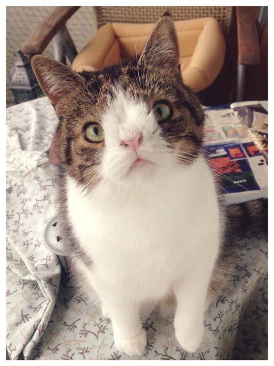 Meet Monty: The Cat With A Crooked Nose And A Big Heart