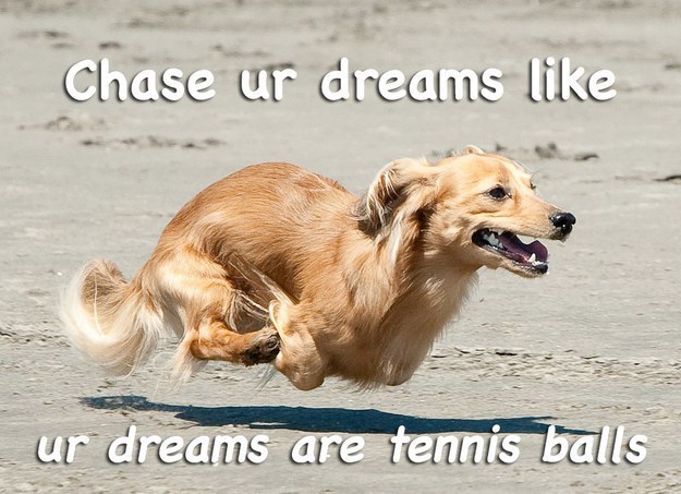 10 Motivational Dog Posters