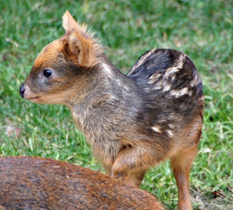 Meet The World's Tiniest, Most Magical Deer