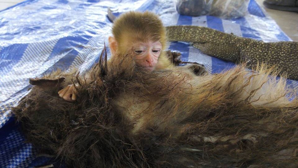 Mother Monkey Killed By Humans. But Baby Won't Let Go.