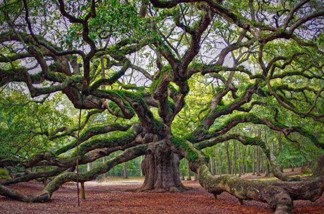 10 Reasons To Visit Charleston, South Carolina