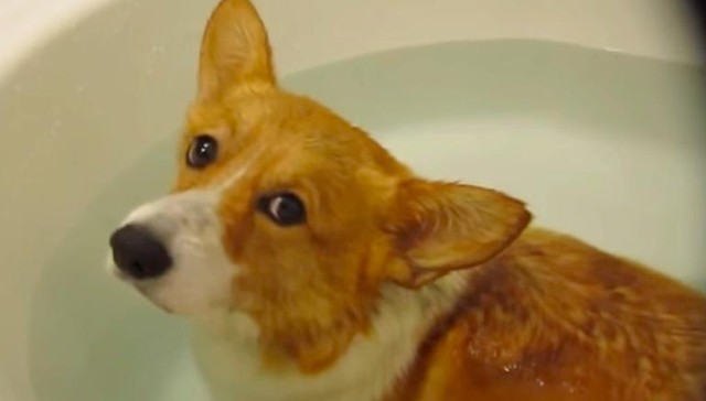 Stubborn Corgi Butt Can't Stop Floating In The Bathtub