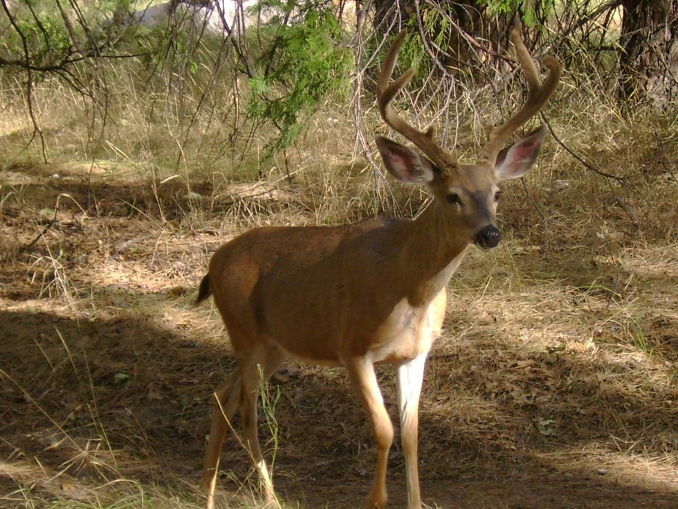 The 8 Famous Deer of Berry College