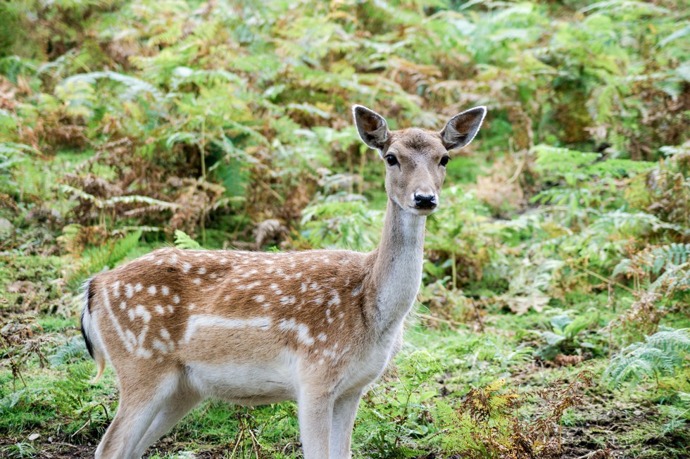 The 8 Famous Deer of Berry College