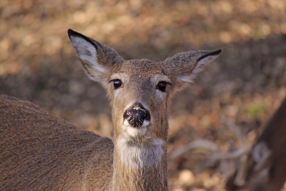 The 8 Famous Deer of Berry College