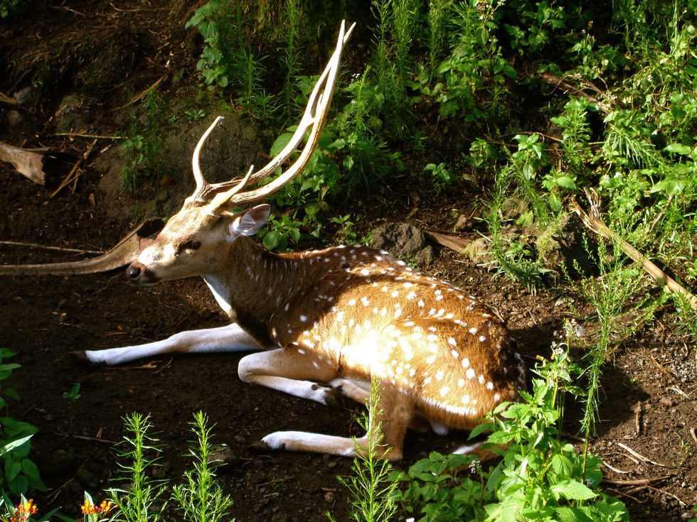The 8 Famous Deer of Berry College