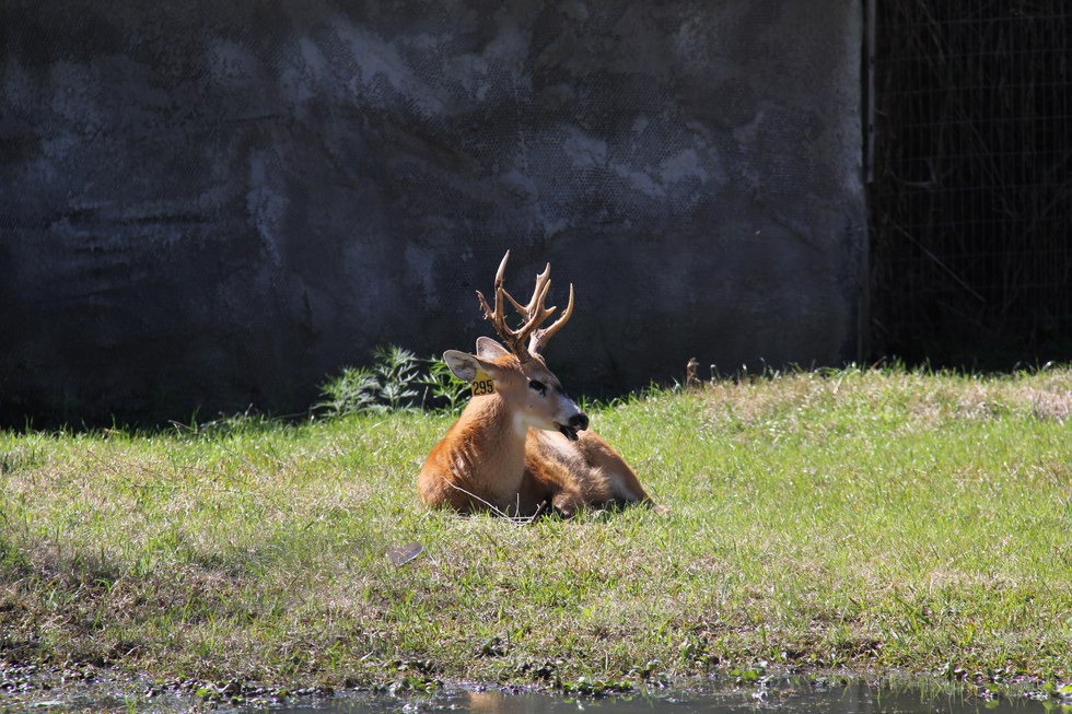 The 8 Famous Deer of Berry College