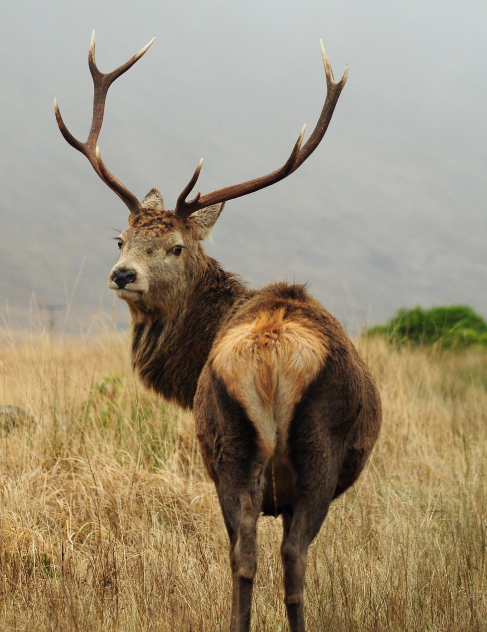 The 8 Famous Deer of Berry College