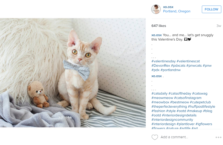 8 Cats Wearing Bow Ties On Instagram You Should Follow