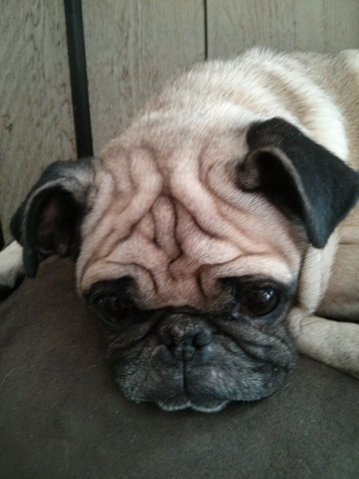 10 Reasons Why Pugs Are The Best Dog Breed