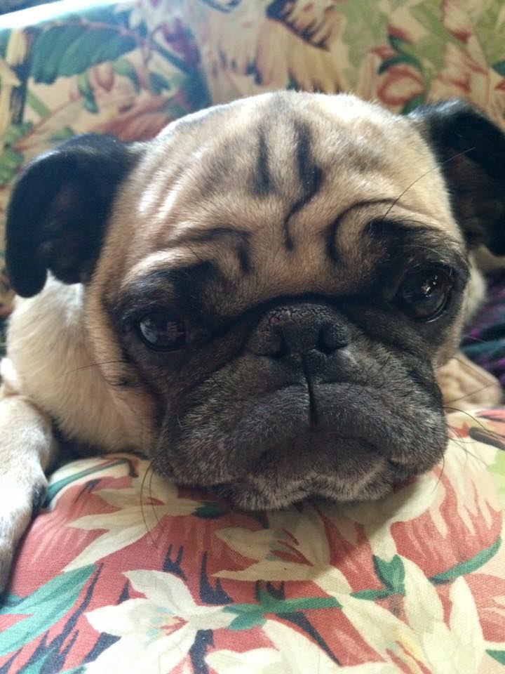 10 Reasons Why Pugs Are The Best Dog Breed