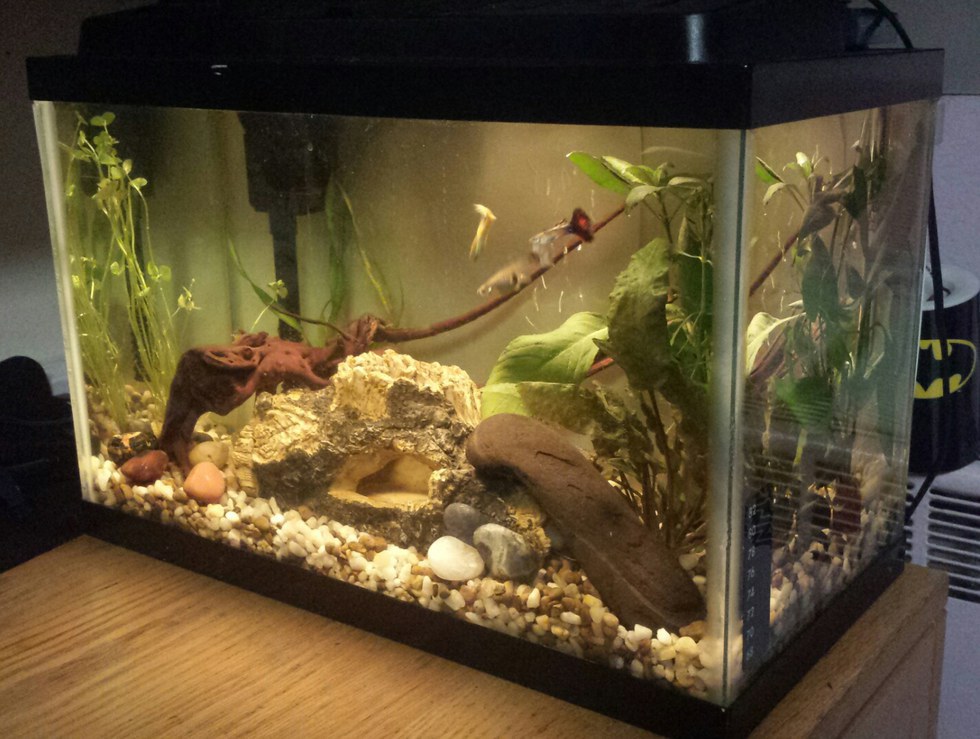 What You Should Know Before Setting Up a Fish Tank