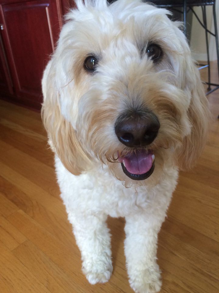 Golden Doodles Are The Best Dogs