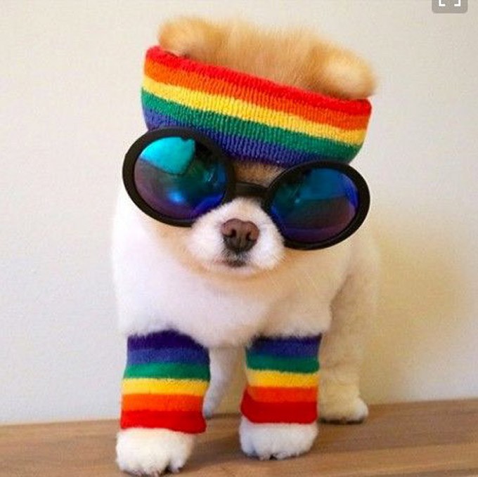 10 Stages of Working Out as Described by Cute Animals
