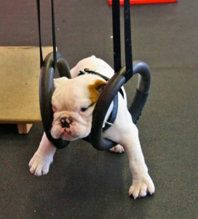 10 Stages of Working Out as Described by Cute Animals