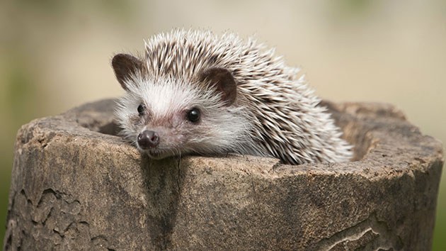 10 Things You Didn't Know About Hedgehogs