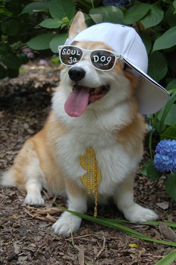 Pictures Of Corgis Will Make Your Day